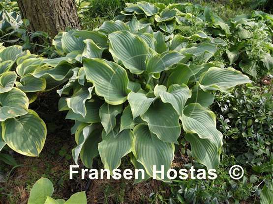 Hosta Regal Splendor - Fransen Hostas