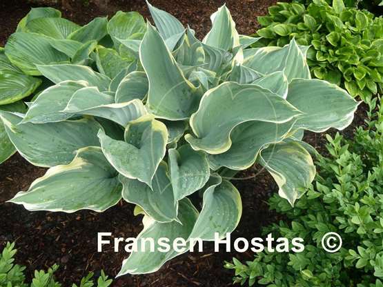 Hosta Regal Splendor - Fransen Hostas