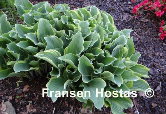 Hosta Regal Splendor - Fransen Hostas