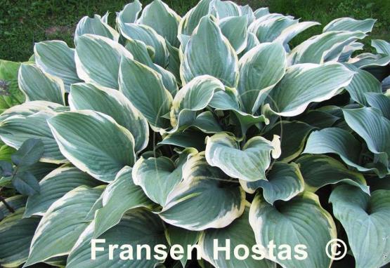 Hosta Regal Splendor - Fransen Hostas