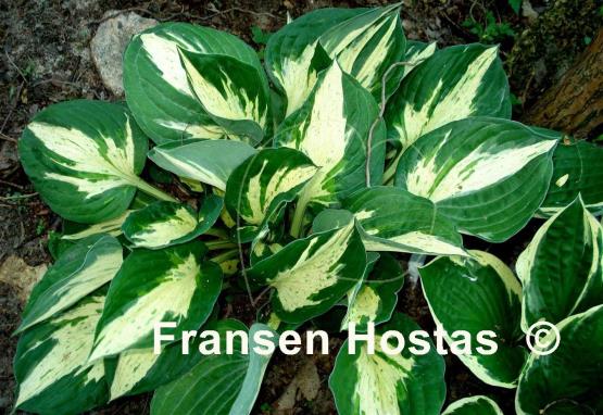 Hosta Revolution - Fransen Hostas