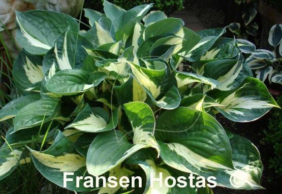 Hosta Revolution - Fransen Hostas