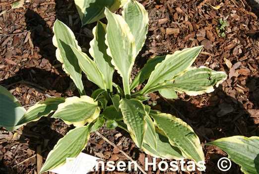 Hosta Rubies and Ruffles - Fransen Hostas