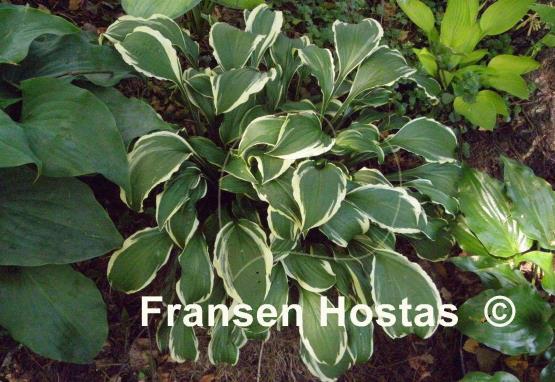 Hosta Rubies and Ruffles - Fransen Hostas