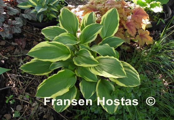 Hosta Rubies and Ruffles - Fransen Hostas