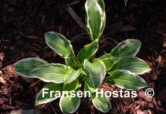 Hosta Rubies and Ruffles - Fransen Hostas