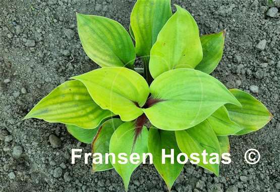 Hosta Ruby Earrings - Fransen Hostas