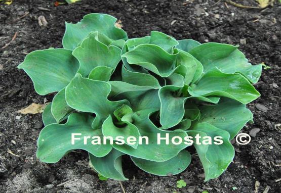Hosta Ruffled Mouse Ears - Fransen Hostas