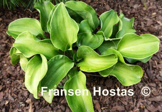 Hosta Ruffled Mouse Ears - Fransen Hostas