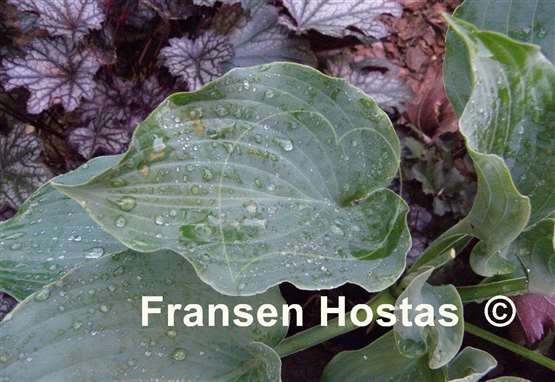 Hosta Ruffles n Ridges - Fransen Hostas