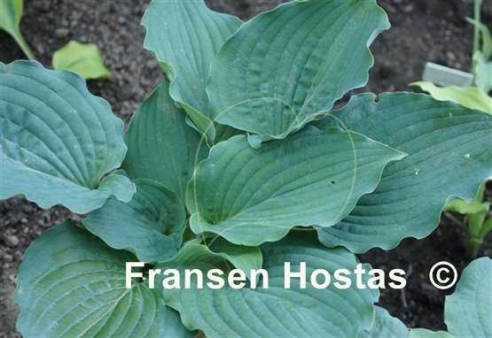 Hosta Ruffles n Ridges - Fransen Hostas