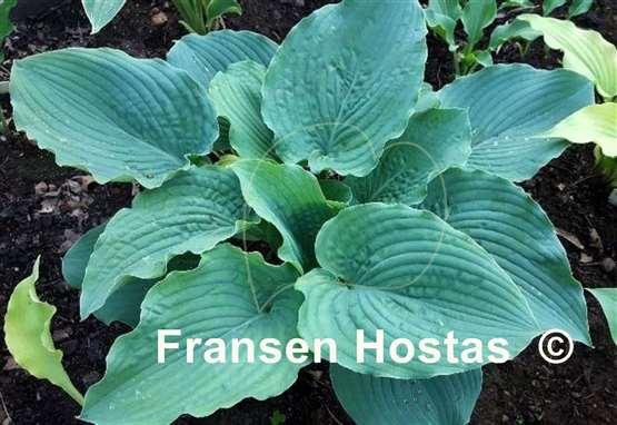 Hosta Ruffles n Ridges - Fransen Hostas