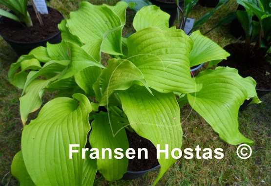 Hosta Sea Angel Wings - Fransen Hostas