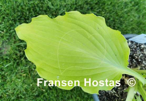 Hosta Sea Angel Wings - Fransen Hostas