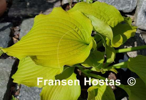 Hosta Sea Angel Wings - Fransen Hostas
