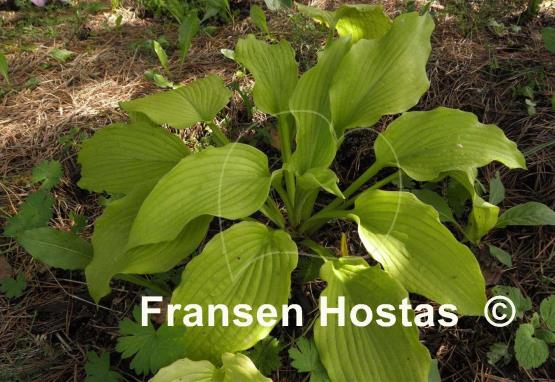 Hosta Sea Angel Wings - Fransen Hostas