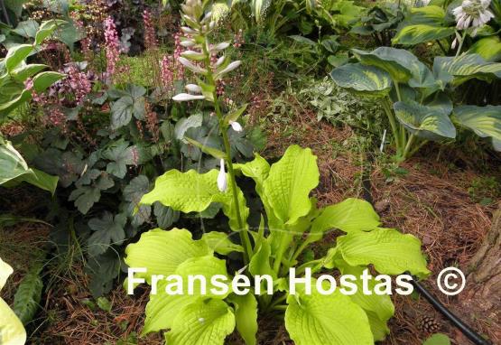 Hosta Sea Angel Wings - Fransen Hostas