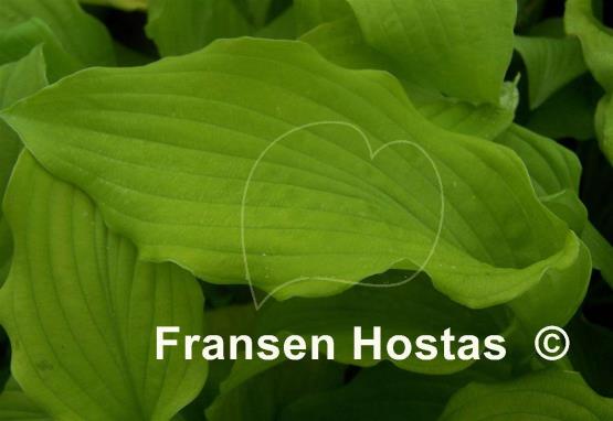 Hosta Sea Angel Wings - Fransen Hostas