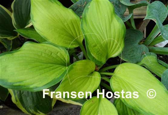 Hosta September Sun - Fransen Hostas