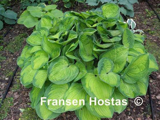 Hosta September Sun - Fransen Hostas