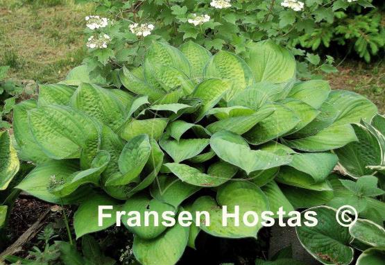Hosta September Sun - Fransen Hostas