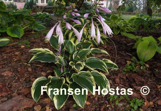 Hosta Shade Finale - Fransen Hostas
