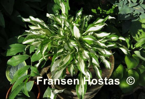 Hosta Shiro Kabitan - Fransen Hostas