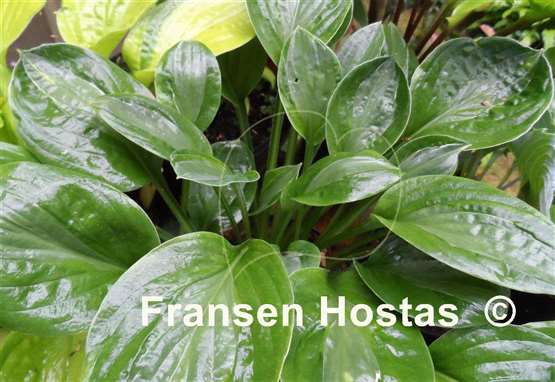 Hosta Silver Eagle - Fransen Hostas