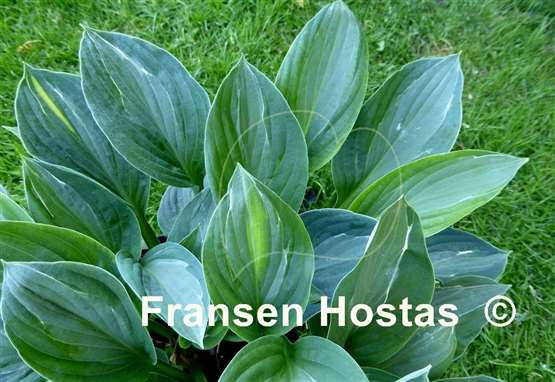 Hosta Silver Eagle - Fransen Hostas