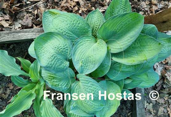 Hosta Silver Sheen - Fransen Hostas