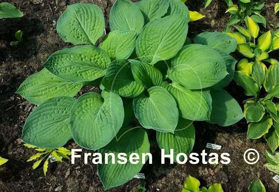 Hosta Silver Sheen - Fransen Hostas