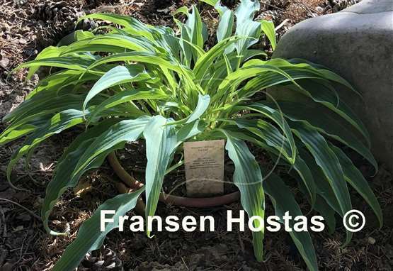 Hosta Silver Twist - Fransen Hostas