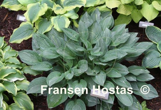 Hosta Silver Eagle - Fransen Hostas