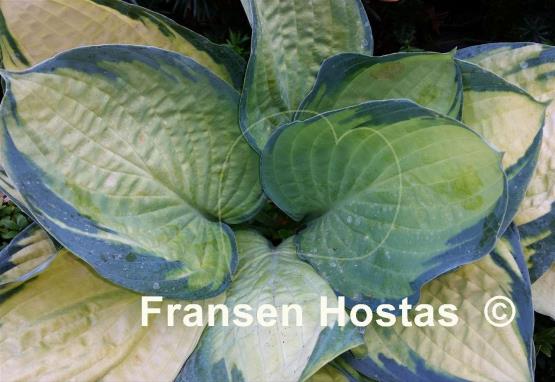 Hosta Silver Sheen - Fransen Hostas