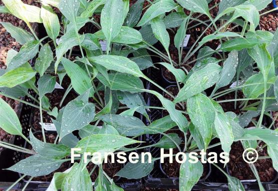 Hosta Silver Wedding - Fransen Hostas