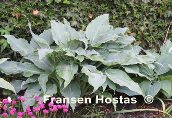 Hosta Silver Wedding - Fransen Hostas