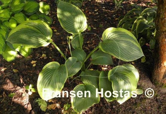 Hosta Snow Bunting - Fransen Hostas