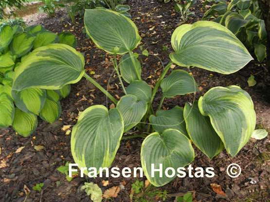 Hosta Snow Bunting - Fransen Hostas