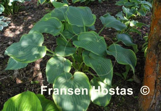 Hosta Snow Bunting - Fransen Hostas