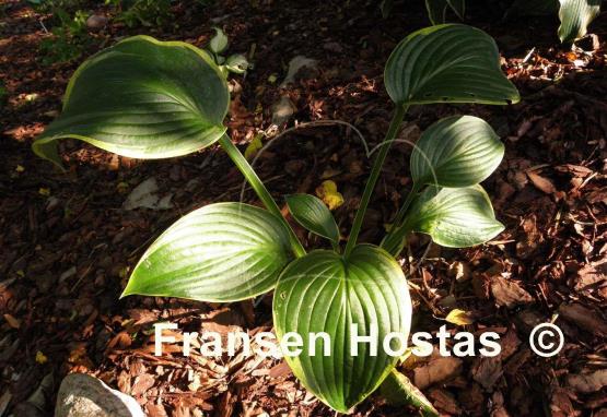 Hosta Snow Bunting - Fransen Hostas