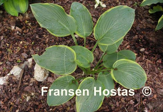 Hosta Snow Bunting - Fransen Hostas