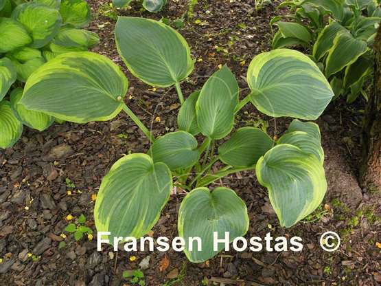 Hosta Snow Bunting - Fransen Hostas