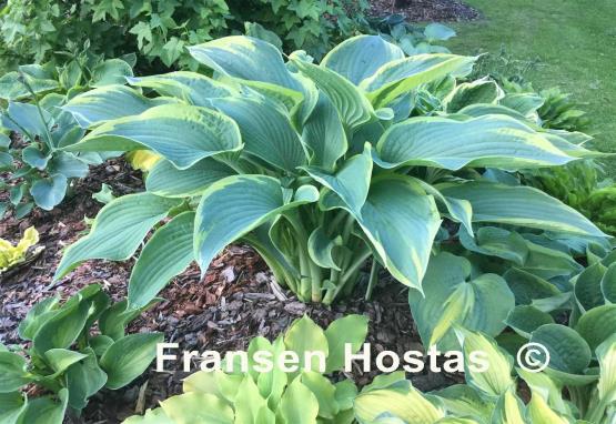 Hosta Snow Bunting - Fransen Hostas