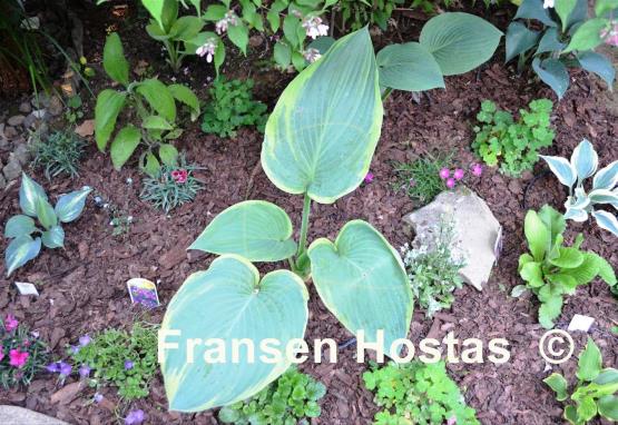 Hosta Snow Bunting - Fransen Hostas