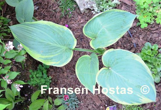Hosta Snow Bunting - Fransen Hostas