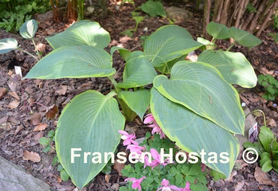Hosta Snow Bunting - Fransen Hostas