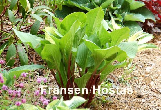 Hosta Stephen King - Fransen Hostas
