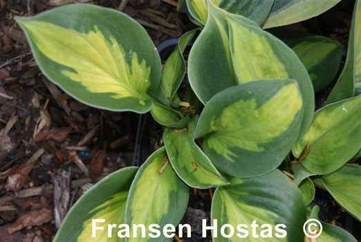 Hosta Sunset Grooves - Fransen Hostas