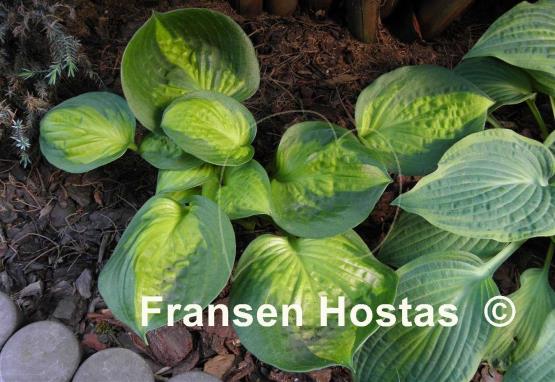 Hosta Sunset Grooves - Fransen Hostas