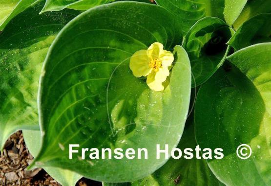 Hosta Sunset Grooves - Fransen Hostas
